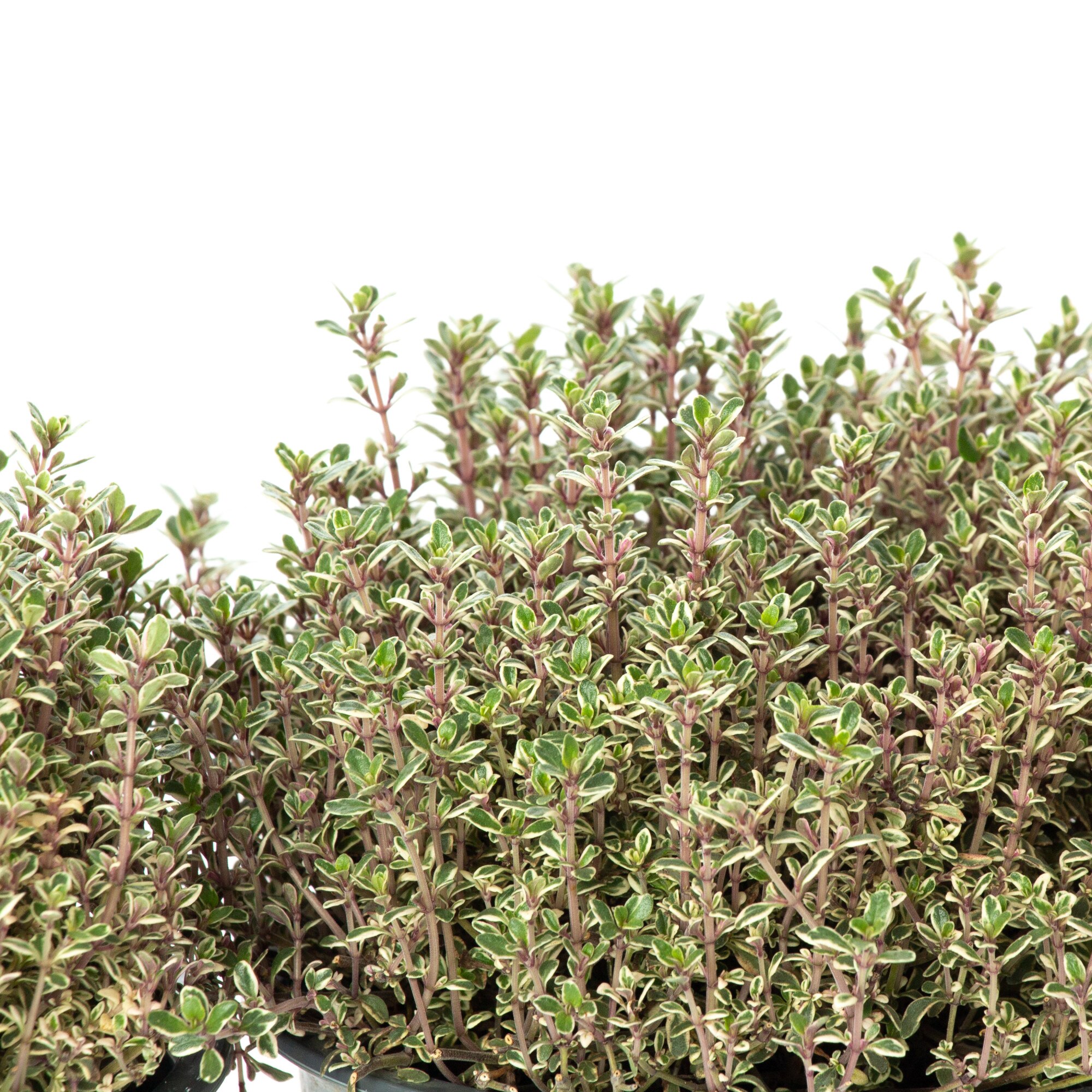 Cimbru argintiu, Thymus variegata "Silver Queen", planta naturala ...