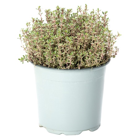 Cimbru argintiu, Thymus variegata "Silver Queen", planta naturala ...