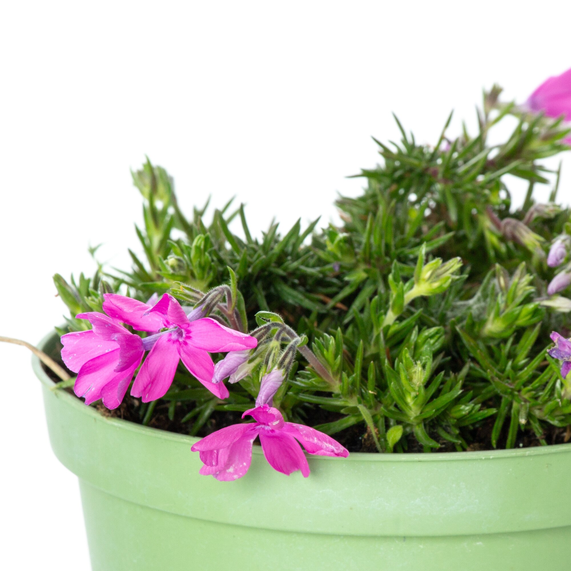 Brumarele de gradina, Phlox subulata, planta naturala decorativa, in ...