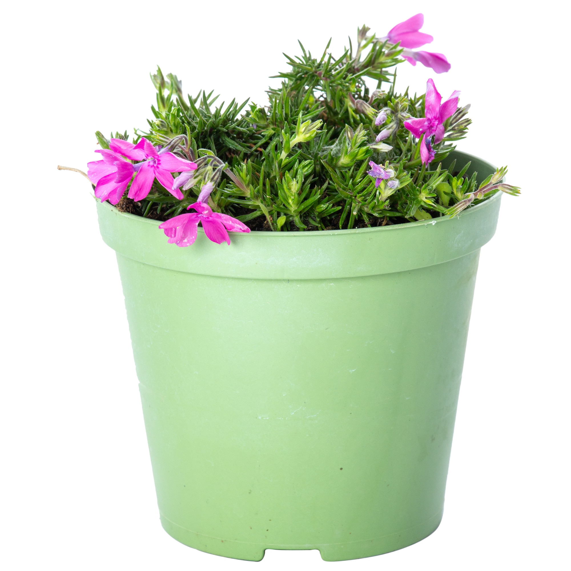 Brumarele de gradina, Phlox subulata, planta naturala decorativa, in ...