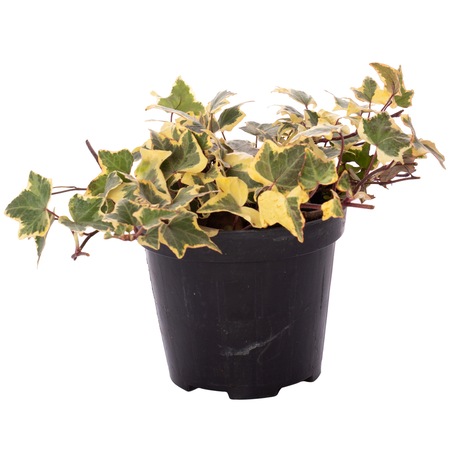 Iedera galbena, Hedera helix, planta naturala decorativa, in ghiveci ...