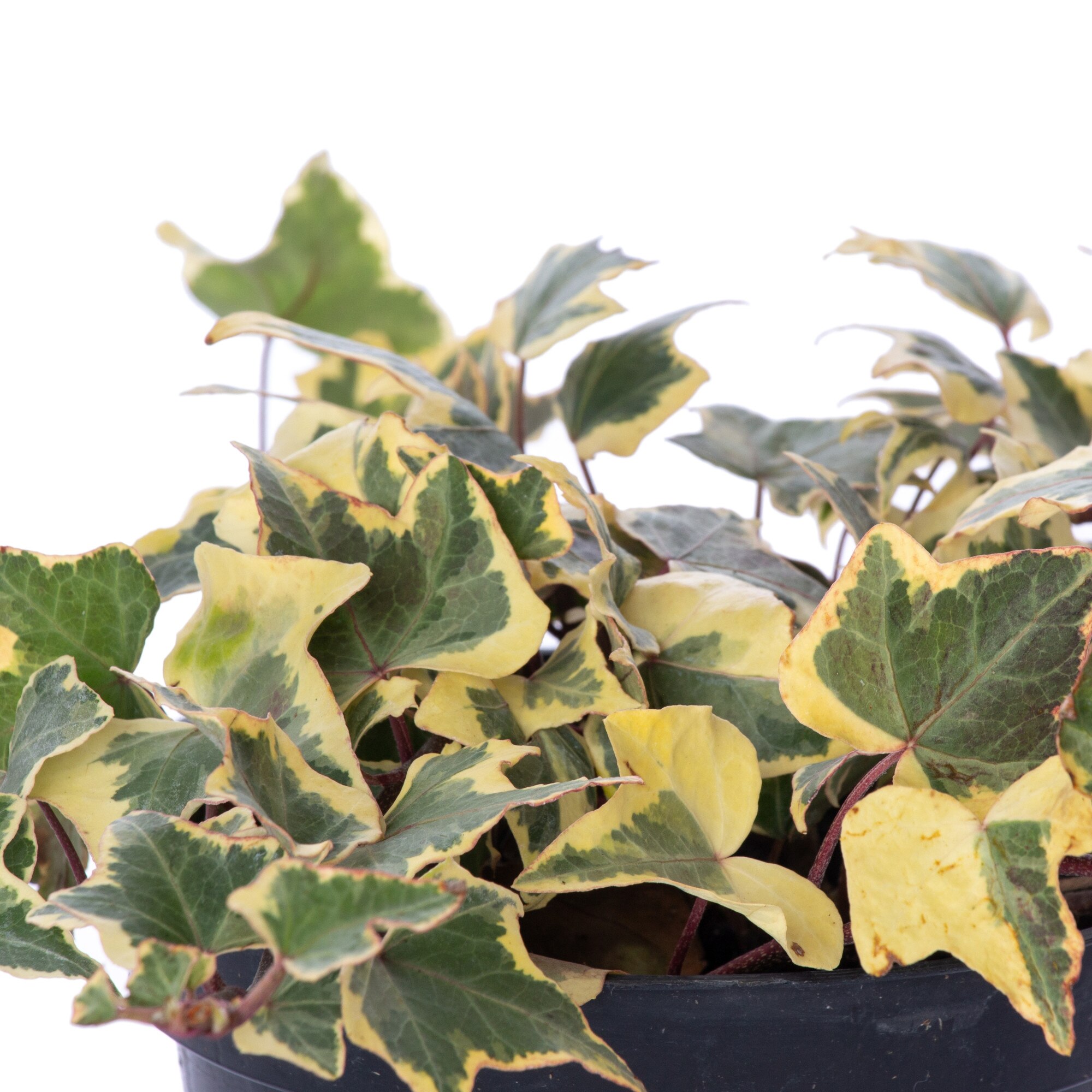 Iedera galbena, Hedera helix, planta naturala decorativa, in ghiveci ...