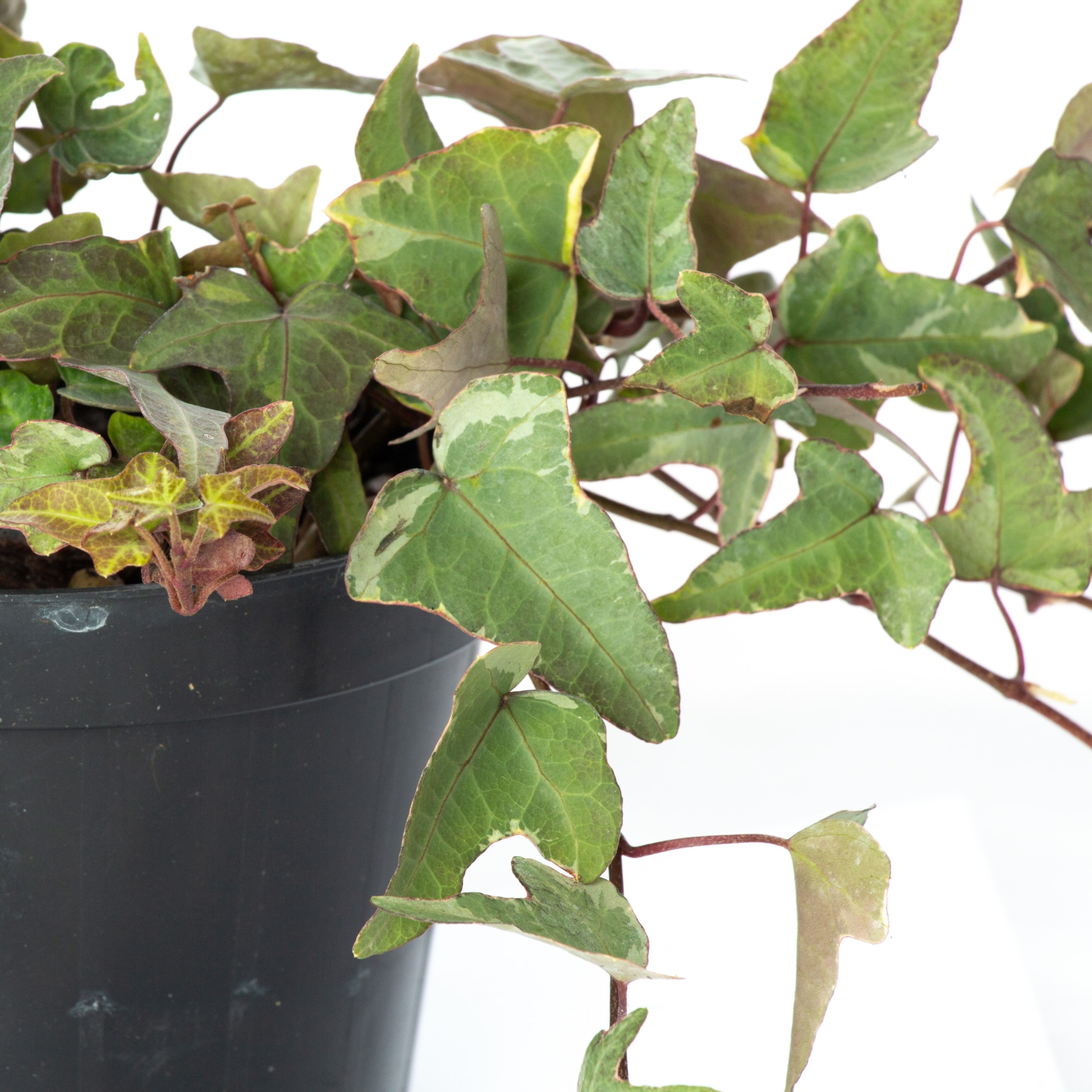 Iedera alba, Hedera helix planta naturala decorativa, in ghiveci P14, 5 ...