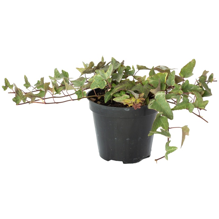 Iedera alba, Hedera helix planta naturala decorativa, in ghiveci P14, 5 ...