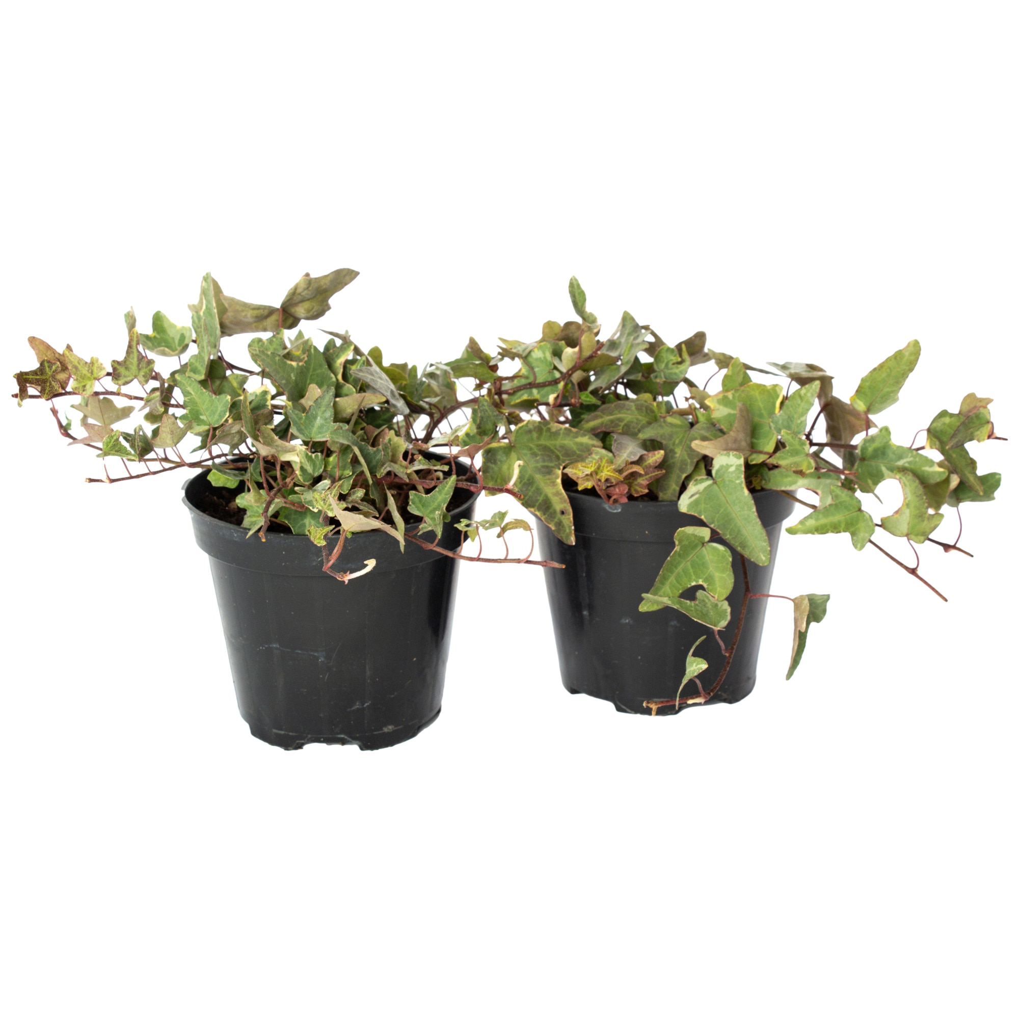 Iedera alba, Hedera helix planta naturala decorativa, in ghiveci P14, 5 ...