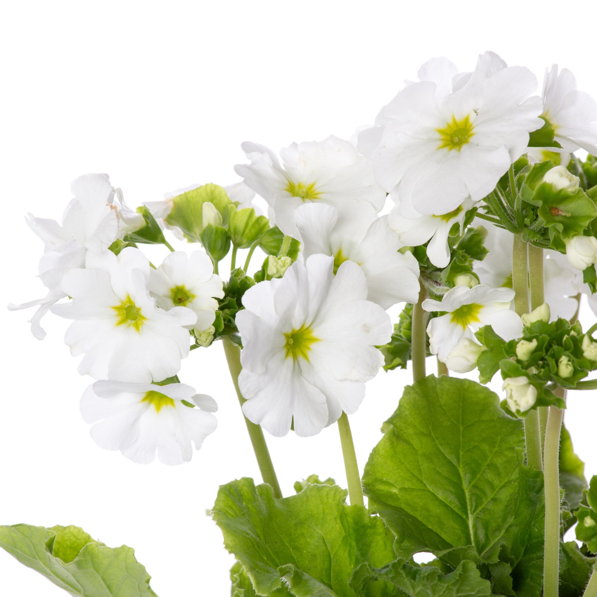 Primula alba, Primula obconica, planta naturala decorativa, in ghiveci ...