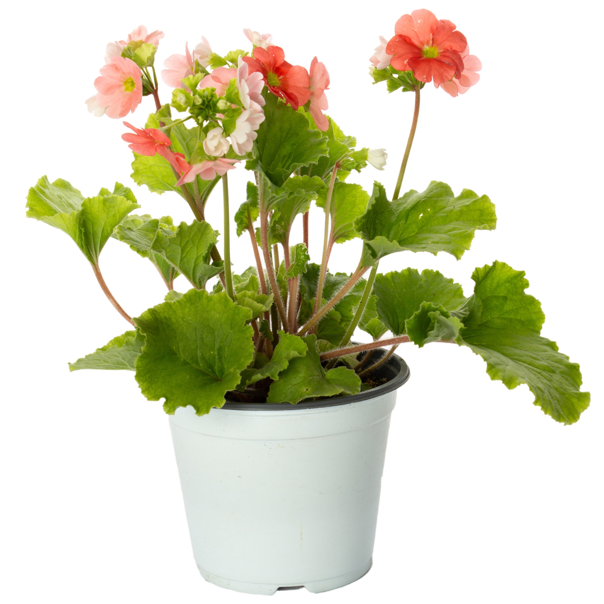 Primula roz deschis, Primula obconica, planta naturala decorativa, in ...