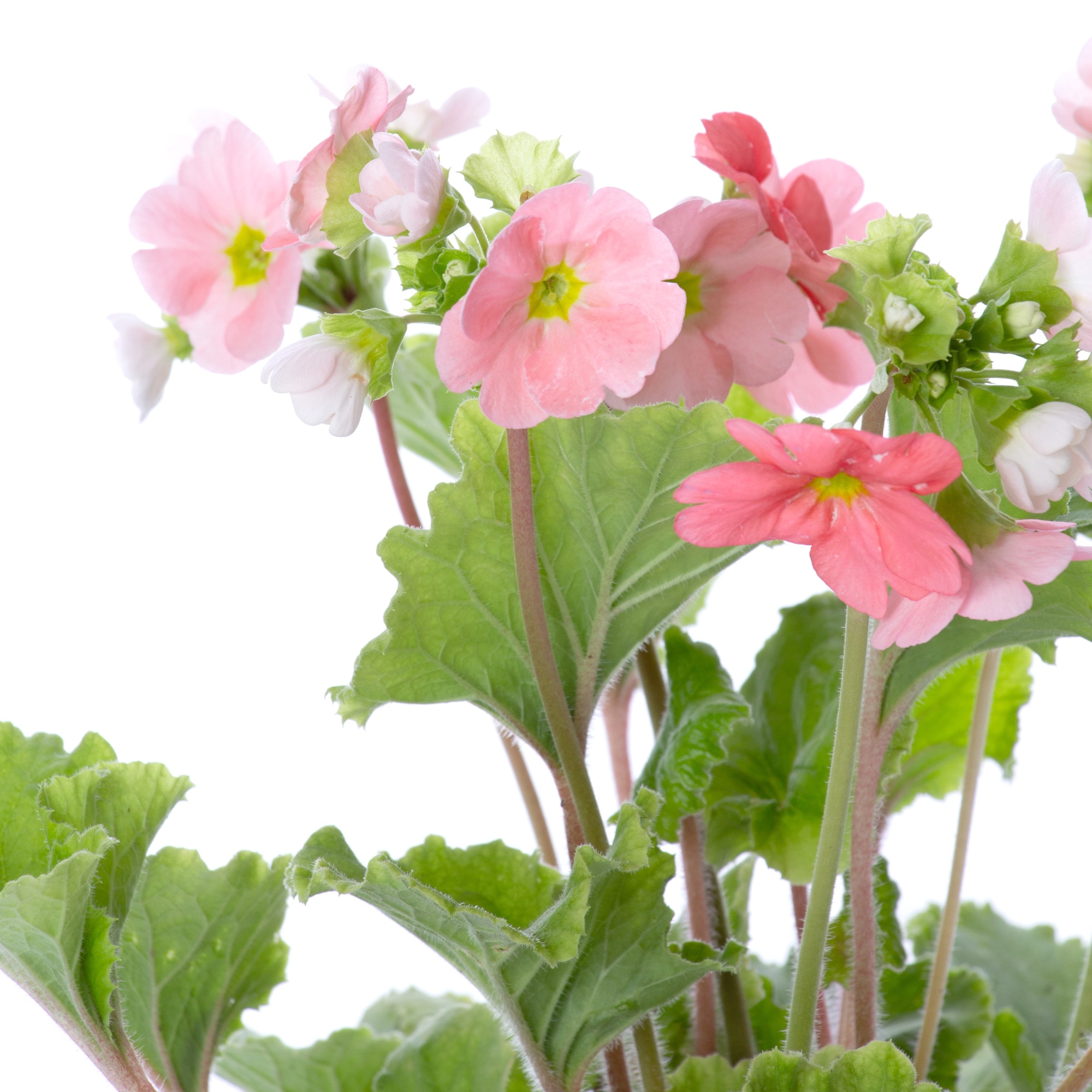 Primula roz deschis, Primula obconica, planta naturala decorativa, in ...