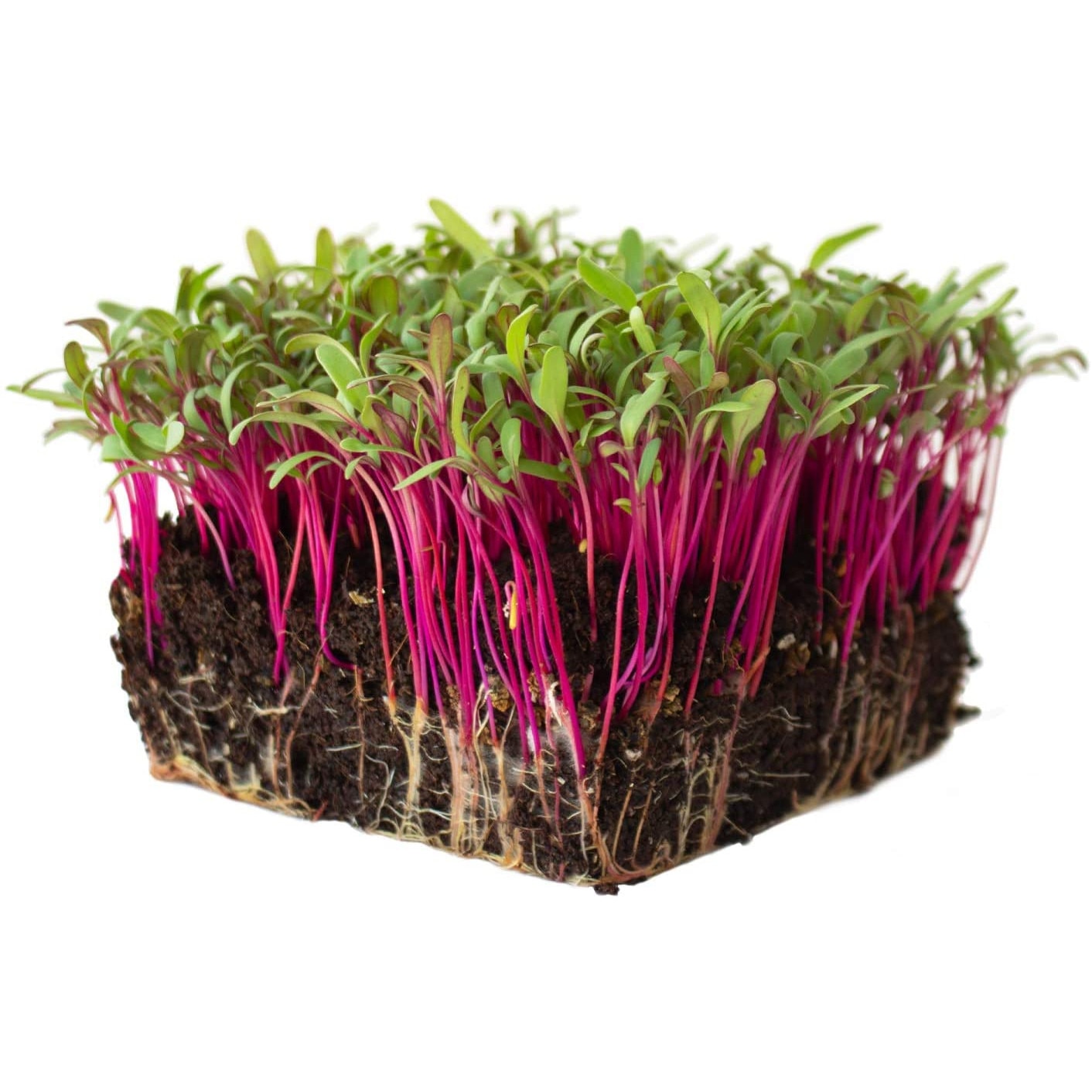 Seminte de sfecla Bulls Blood - pentru microplante, 100 g - eMAG.ro