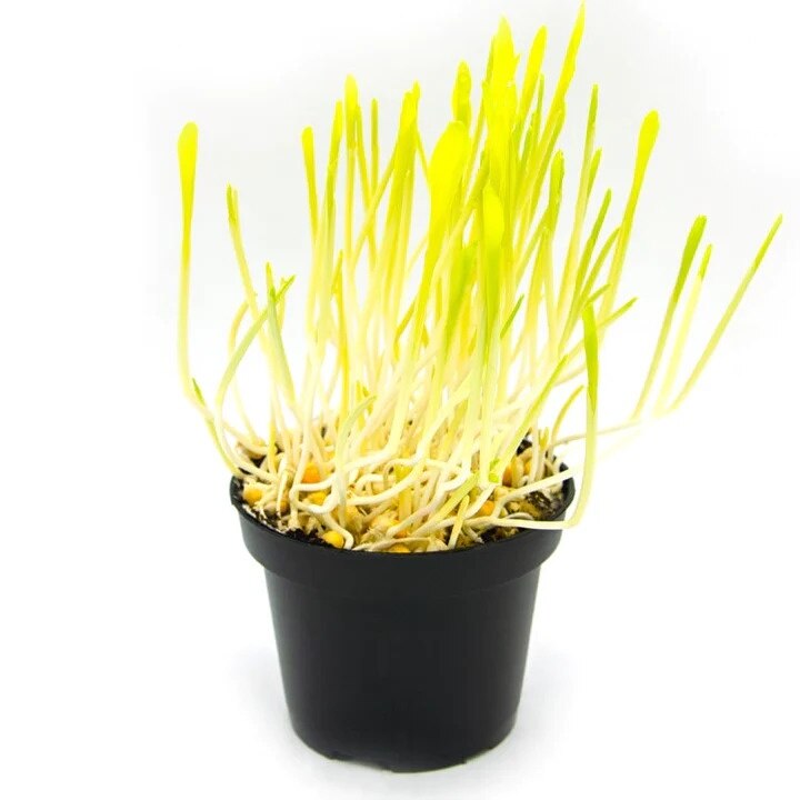 Seminte de porumb zaharat "Golden Bantam" - pentru microplante - eMAG.ro