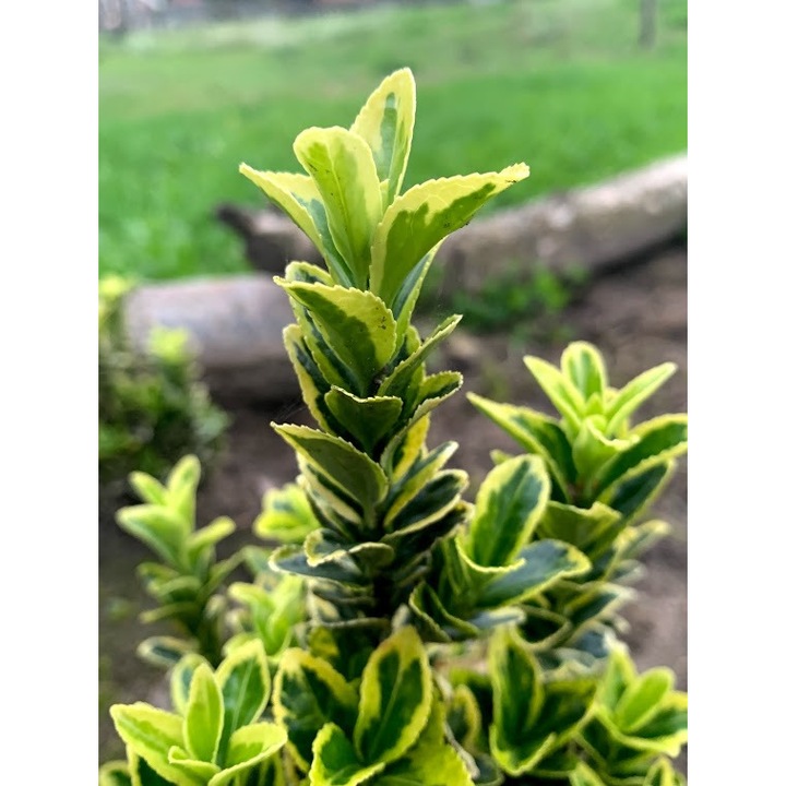 Planta ornamentala-Euonymus Japonicus Gold Rocket-Planta Terra - eMAG.ro