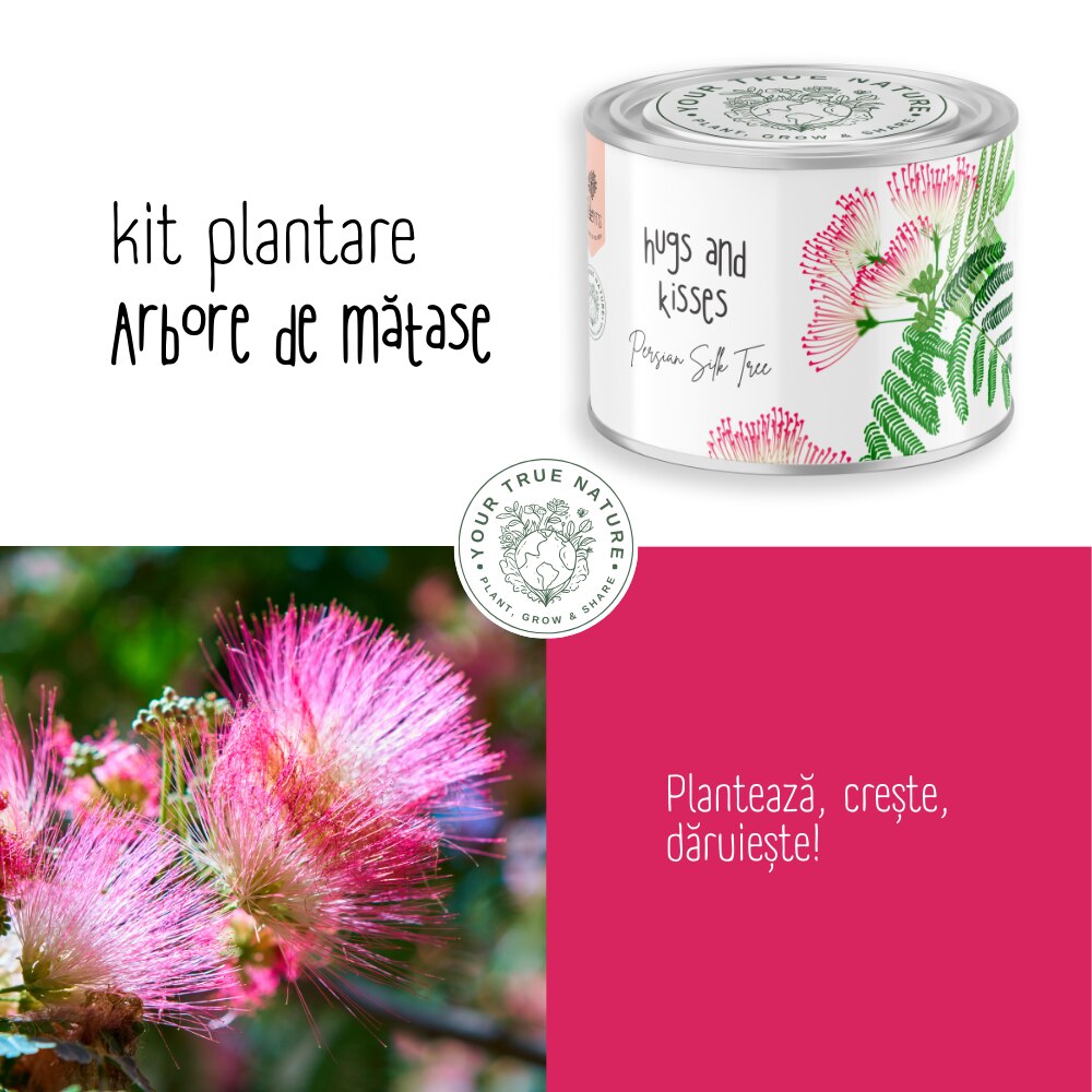 Kit de plantare Uplift, seminte de Arbore de Matase, Albizia ...