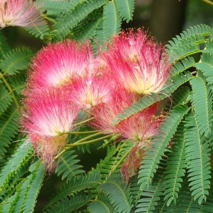 Kit de plantare Uplift, seminte de Arbore de Matase, Albizia ...
