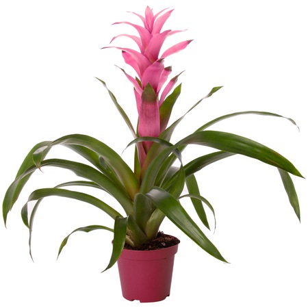 Mix 3 x Bromelia roz, Guzmania lingulata, planta naturala decorativa ...