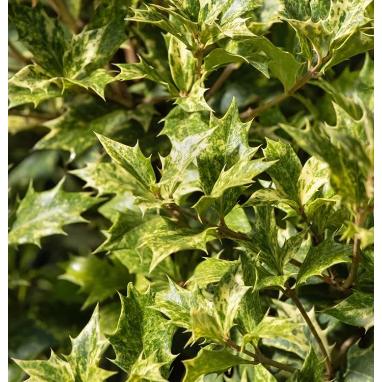 Arbust decorativ-Osmanthus Tricolor-Planta Terra - eMAG.ro