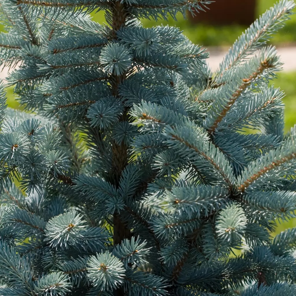 Conifer-Picea Pungens F.Glauca 26 L-Planta Terra - eMAG.ro