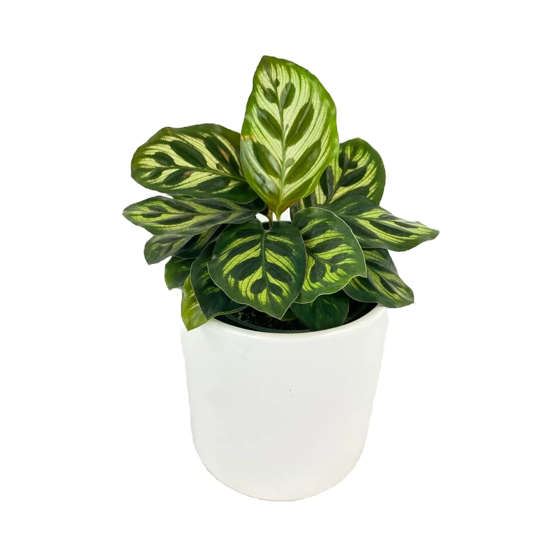 Planta Paun sau Calathea Makoyana (Goeppertia Makoyana), Ø ghiveci 15 ...