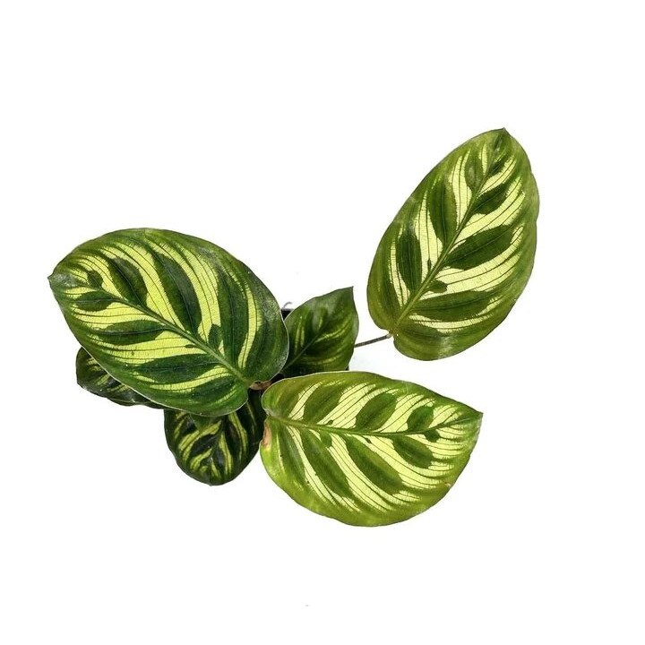 Planta Paun sau Calathea Makoyana (Goeppertia Makoyana), Ø ghiveci 15 ...