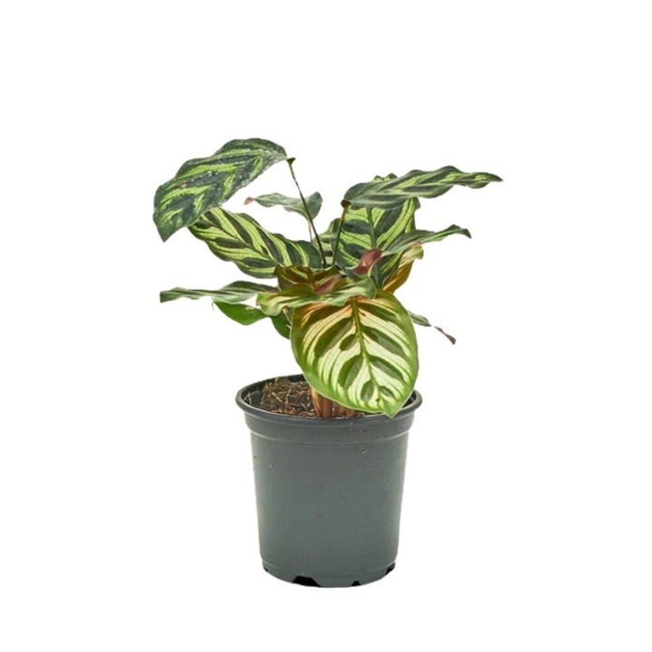 Planta Paun sau Calathea Makoyana (Goeppertia Makoyana), Ø ghiveci 15 ...