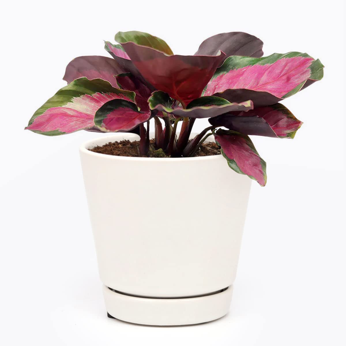 Planta naturala Sporul Casei Impatiens smochinul.ro, Ø ghiveci 15 cm, H ...