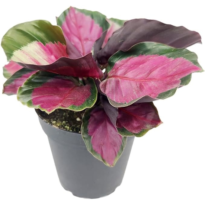 Planta naturala Sporul Casei Impatiens smochinul.ro, Ø ghiveci 15 cm, H ...