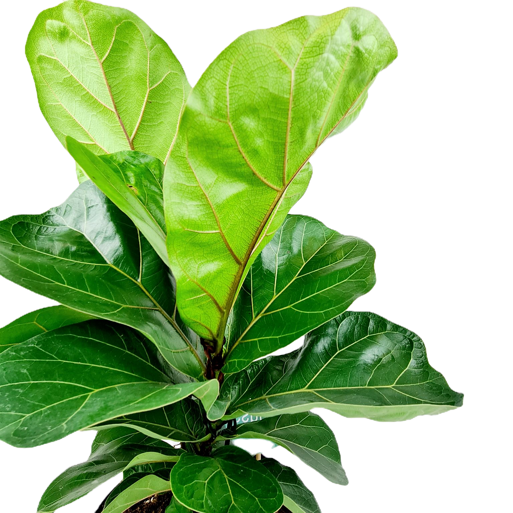 Planta naturala Ficus lyrata sau Smochinul lira, Ø ghiveci 12 cm, H 45 ...
