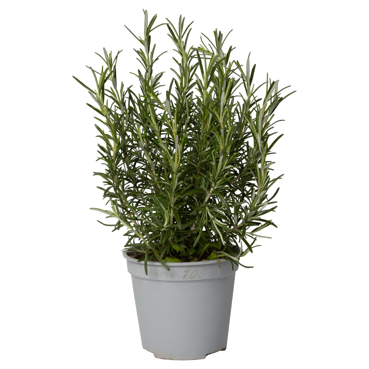 Planta perena cu frunze intotdeauna verzi-Rosmarin Officinalis-Planta ...