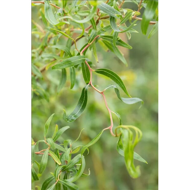 Arbust decorativ-Salix Erythroflexuosa-Planta Terra - eMAG.ro