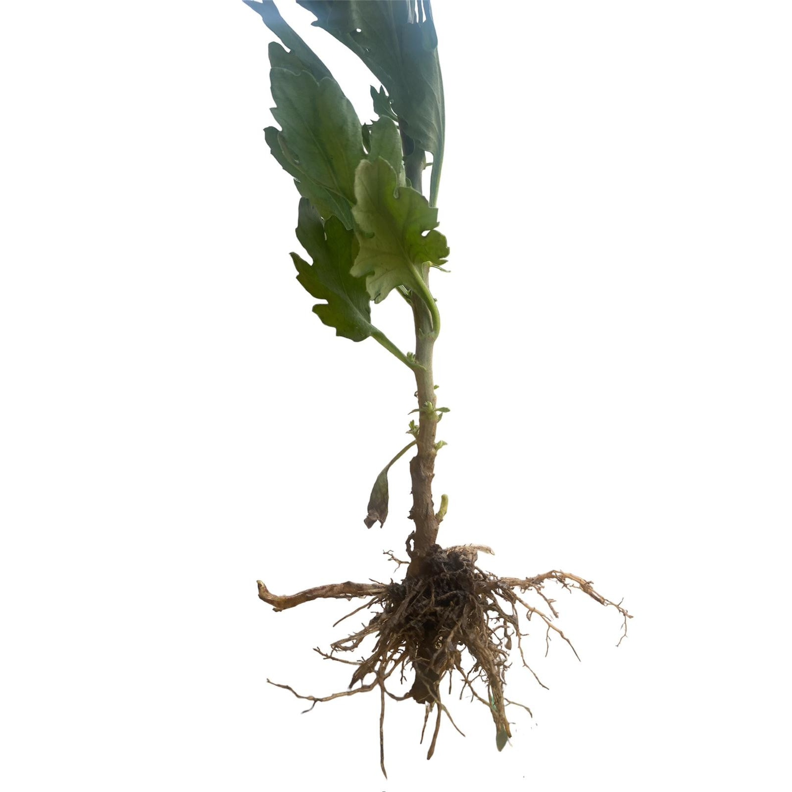 Pachet Mixt 30 Radacini Crizanteme gata de plantat - eMAG.ro