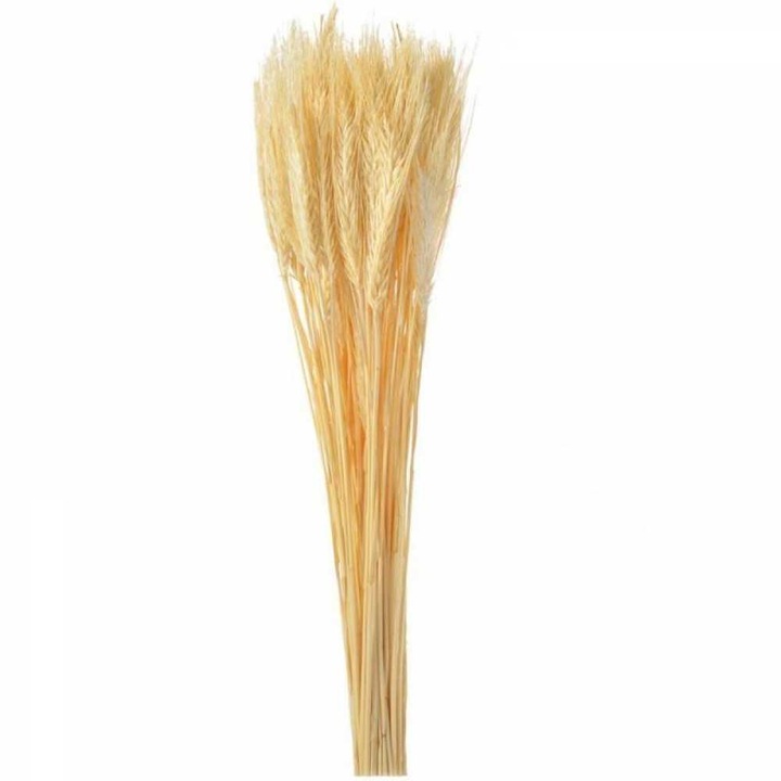 Buchet flori naturale stabilizate Spic de grau, 50 fire, 70 cm, Crem ...