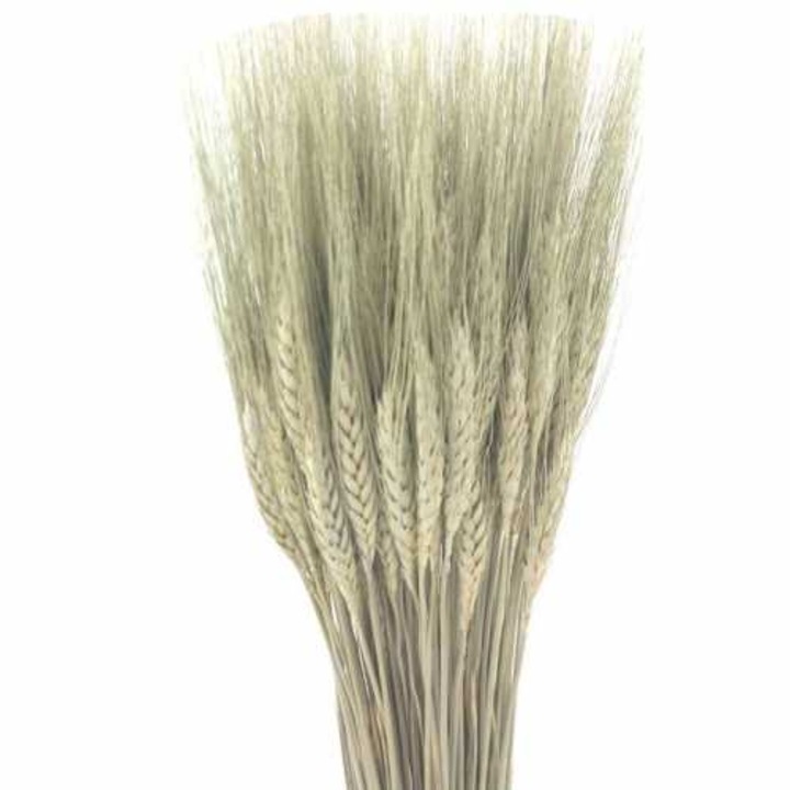 Buchet flori naturale stabilizate Spic de grau, 50 fire, 70 cm, Natur ...