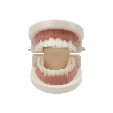 Model dentar instruire stomatologica avansata Imbunatatiti abilitatile ...