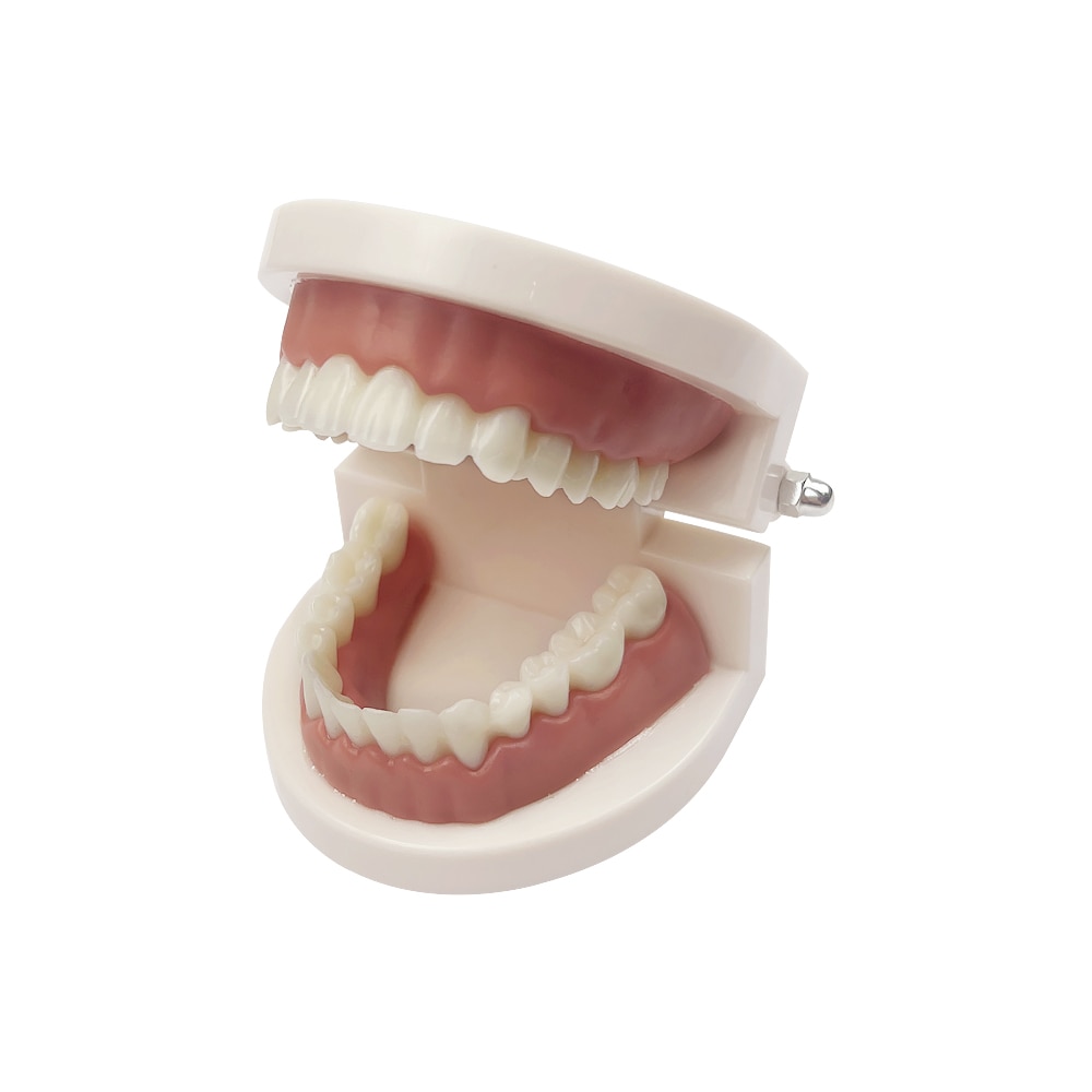 Model dentar instruire stomatologica avansata Imbunatatiti abilitatile ...