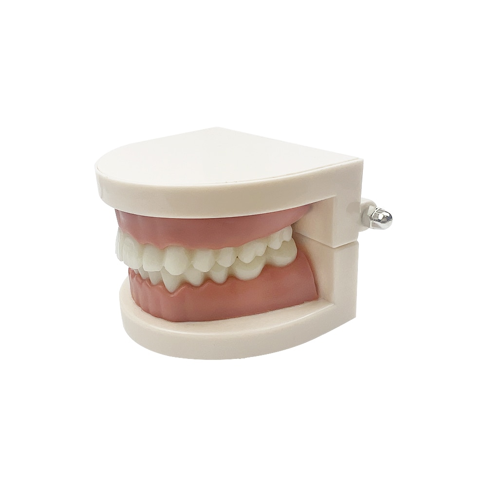 Model dentar instruire stomatologica avansata Imbunatatiti abilitatile ...