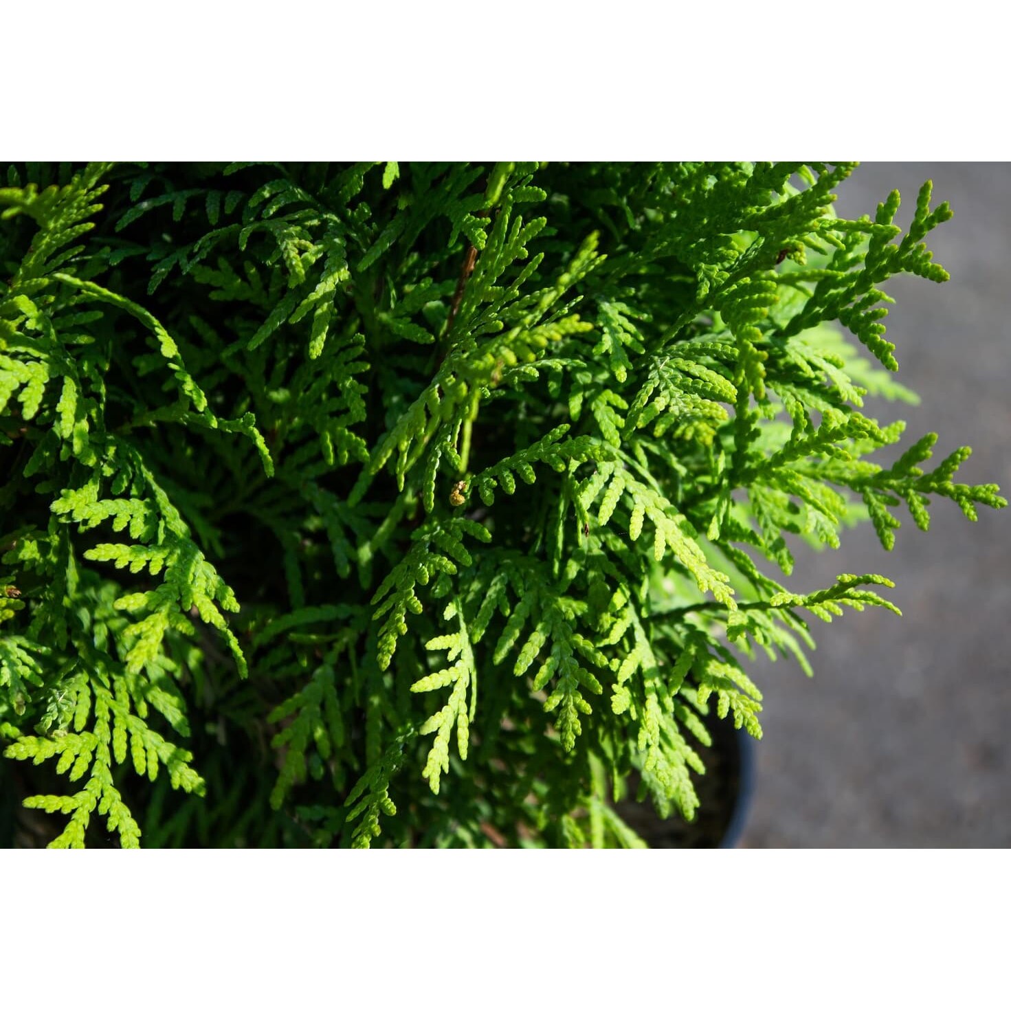 Conifer, Thuja Mirjam 7.5 l, Planta Terra - eMAG.ro