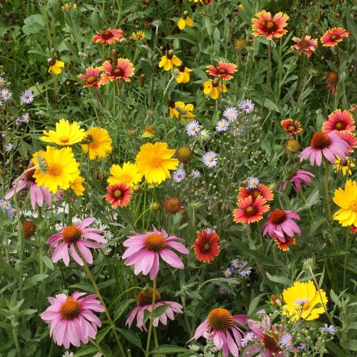 Seminte de flori salbatice pitice melifere mix, 10 g - eMAG.ro