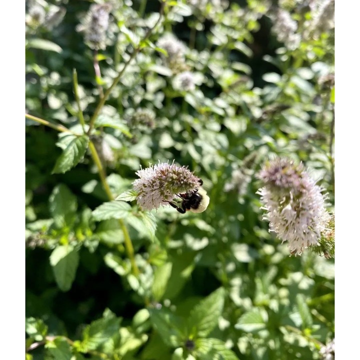 Seminte de ierburi perene melifere, 10 g - eMAG.ro