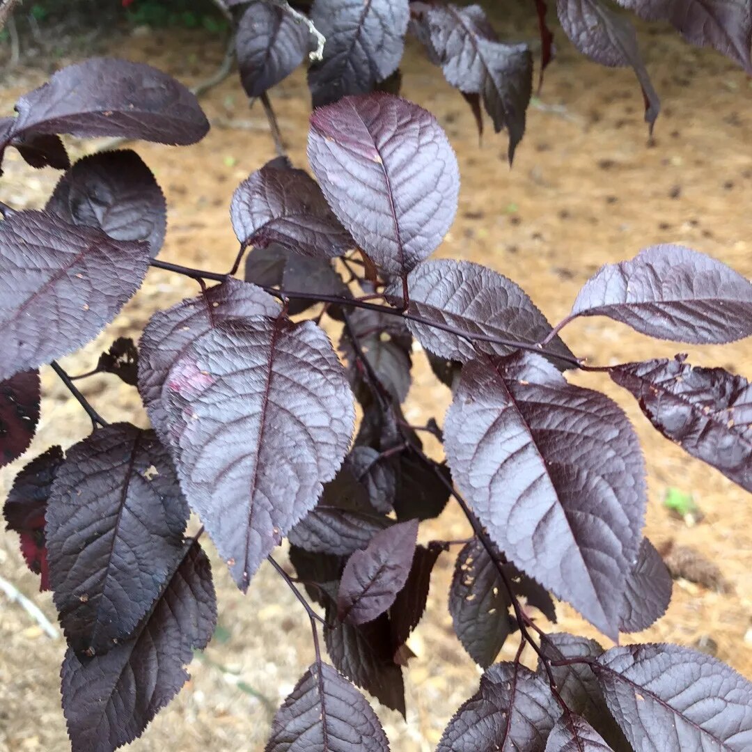 Arbust decorativ, Prunus Cerasifera Nigra, Planta Terra - eMAG.ro