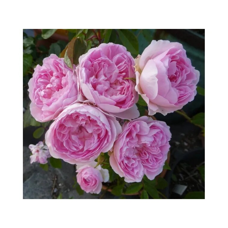 Planta cu flori, Trandafir, Rose Silas Marner Clt 6 40/50, Planta Terra ...