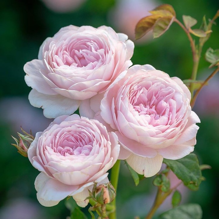 Planta cu flori, Trandafir, Rose Silas Marner Clt 6 40/50, Planta Terra ...