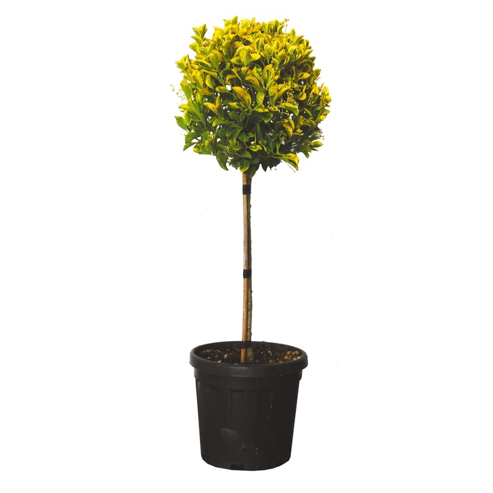 Arbust ornamental, Euonymus japonicus aurea, pe picior 1/4, Planta ...