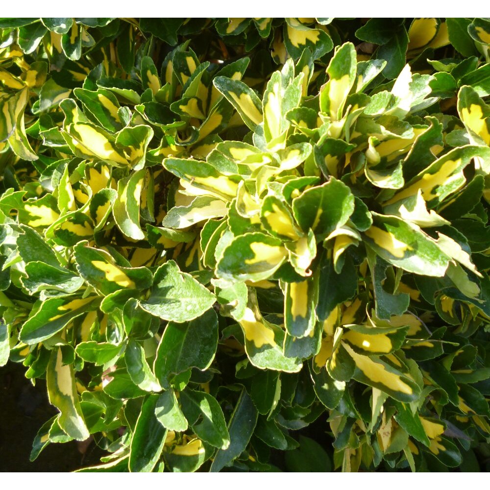 Arbust ornamental, Euonymus Japonicus Bravo, pe picior 1/2, Planta ...