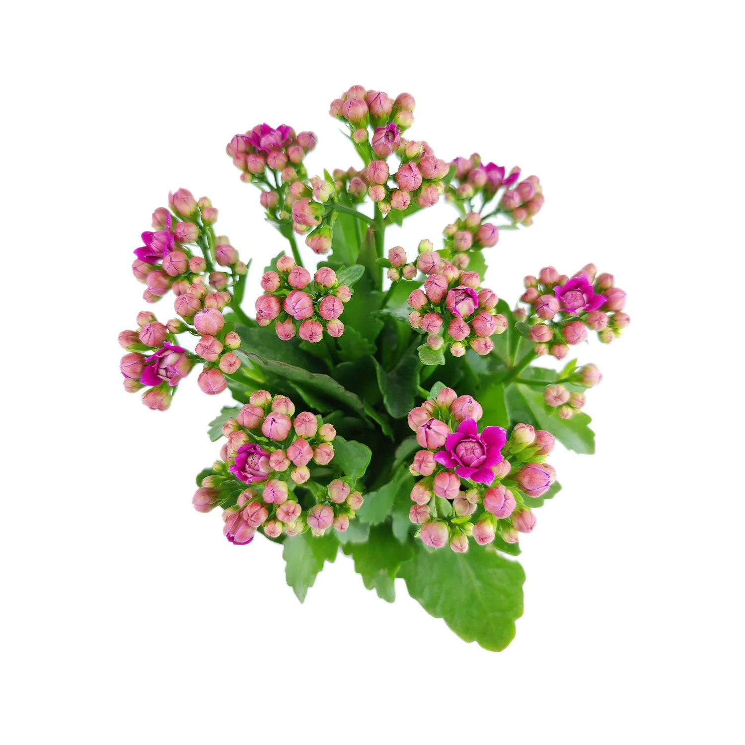 Planta naturala in ghiveci, suculenta Kalanchoe roz, Ø ghiveci 15 cm, H ...