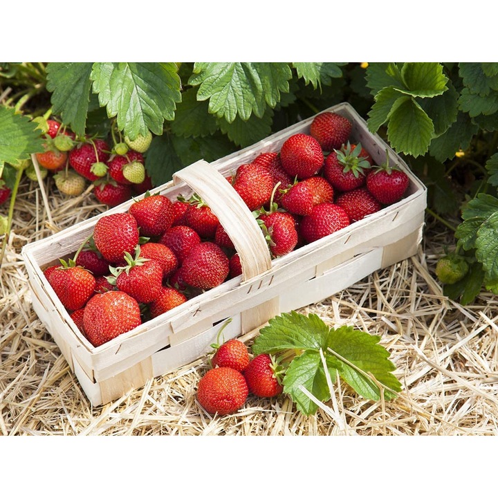 Stoloni capsuni DAROYAL -Frigo-DAROYAL, 50 buc - eMAG.ro