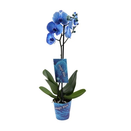 Planta naturala de interior Dracula, Orhidee Phalaenopsis Royal blue A2 ...