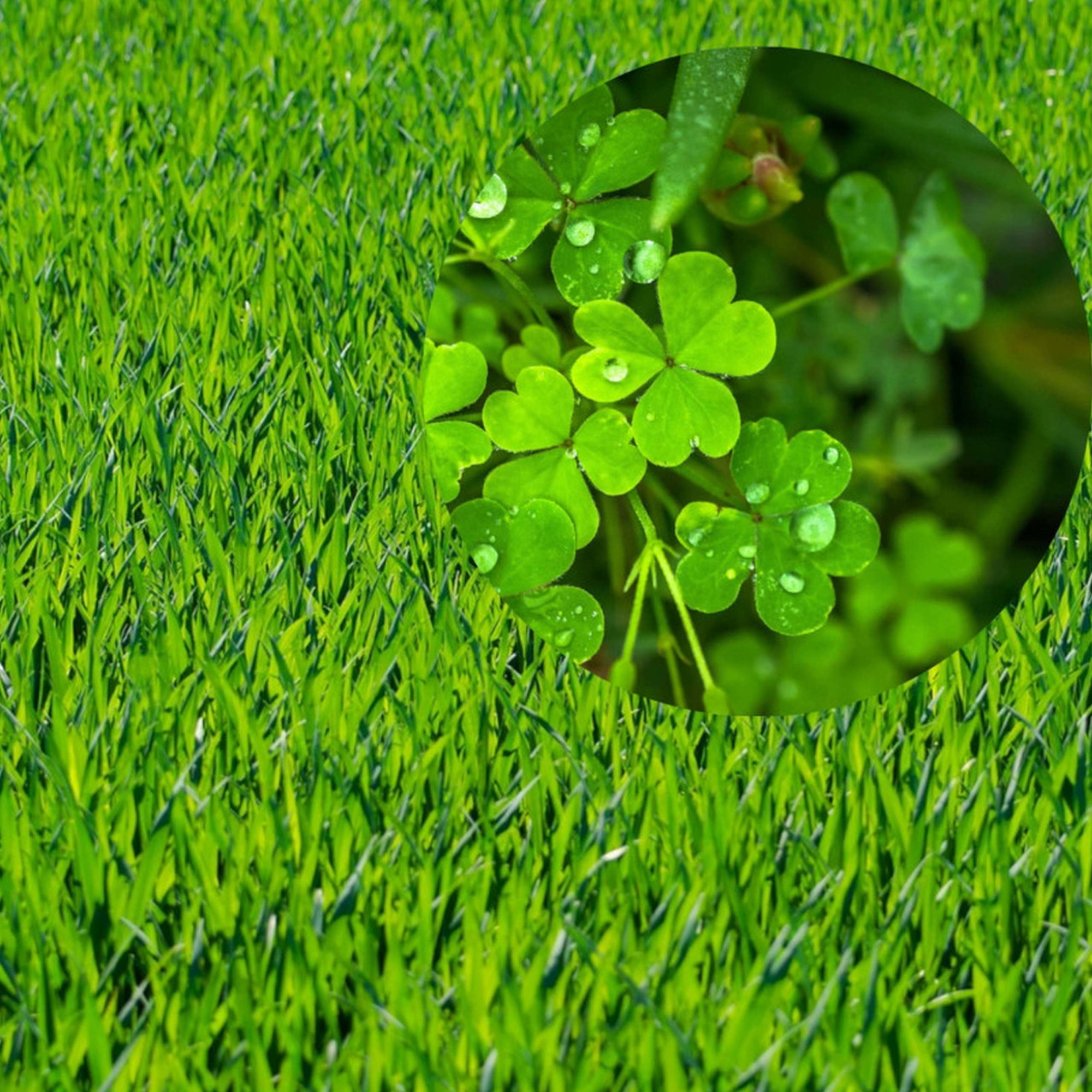 Seminte Trifoi Alb Pitic, Eco-Deco 0.5 kilograme - eMAG.ro