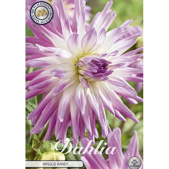 Pachet Dalia Cactus Mingus Randy - eMAG.ro