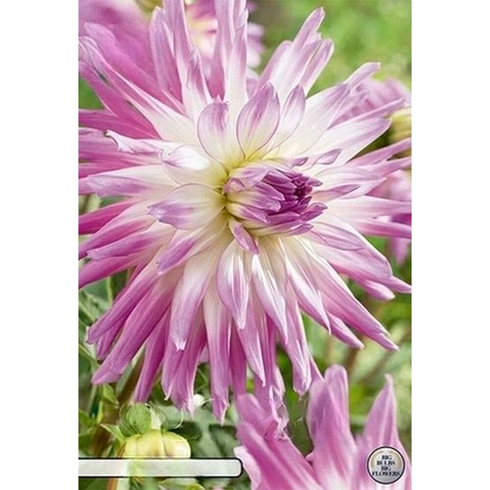 Pachet Dalia Cactus Mingus Randy - eMAG.ro