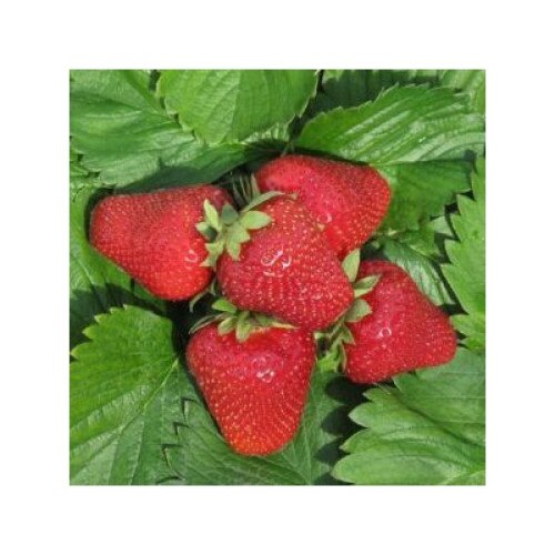 Arbusti Stoloni capsuni JOLY-Frigo- Unifer, 50 buc - eMAG.ro