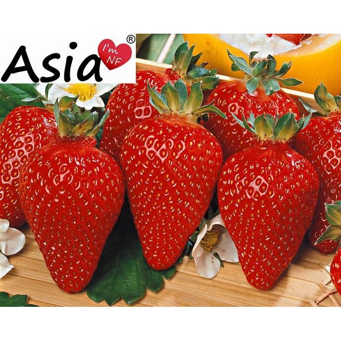 Arbusti Stoloni capsuni ASIA-Frigo- Unifer, 50 buc - eMAG.ro